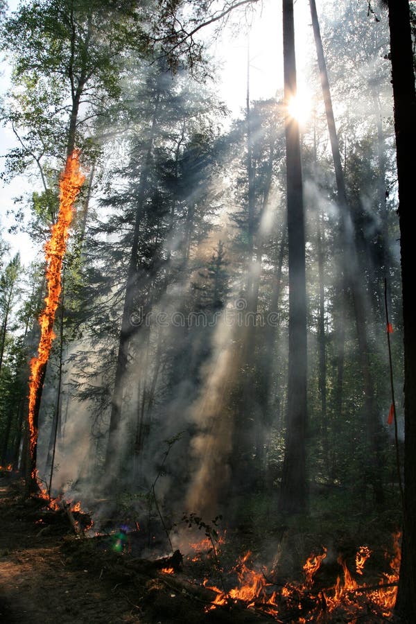 Forest fire stock photo. Image of pine, tree, forest, flame - 1117406