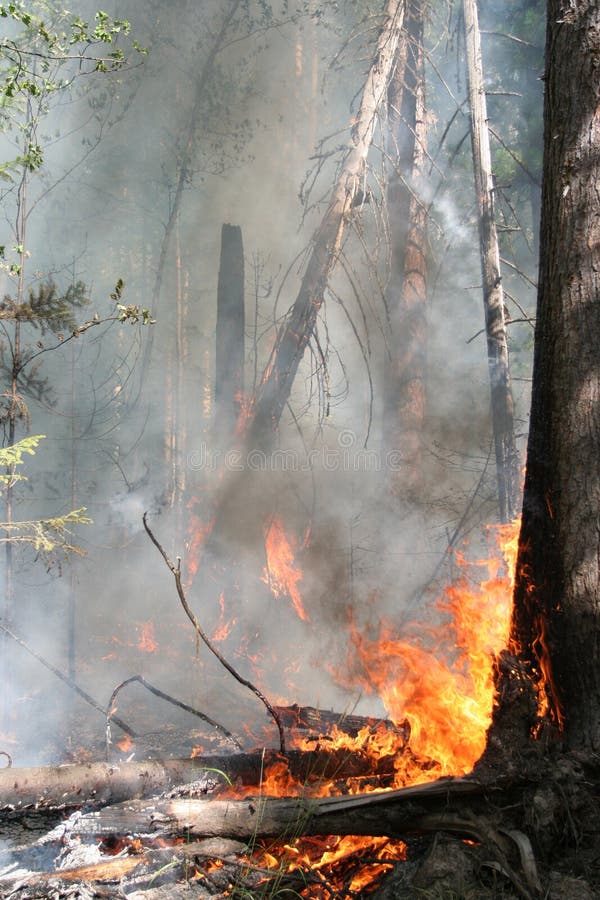 Forest fire stock image. Image of fire, smoke, tree, paccident - 1117443