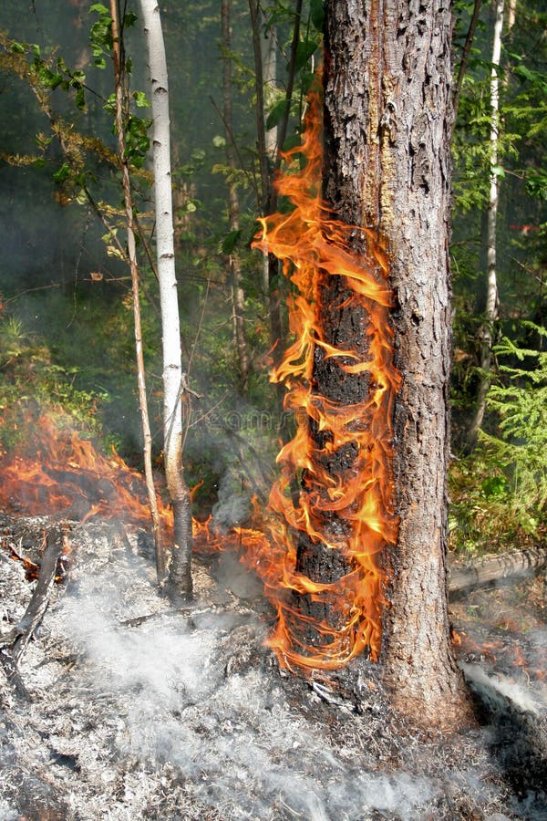 Forest fire stock photo. Image of pine, trees, burns, smoke - 1117326
