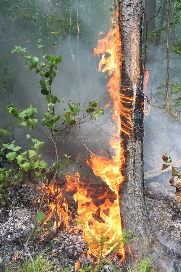 Forest fire stock image. Image of trees, cinders, burning - 1117467