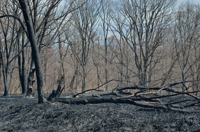 After forest fire 13 stock image. Image of environmental - 29134459