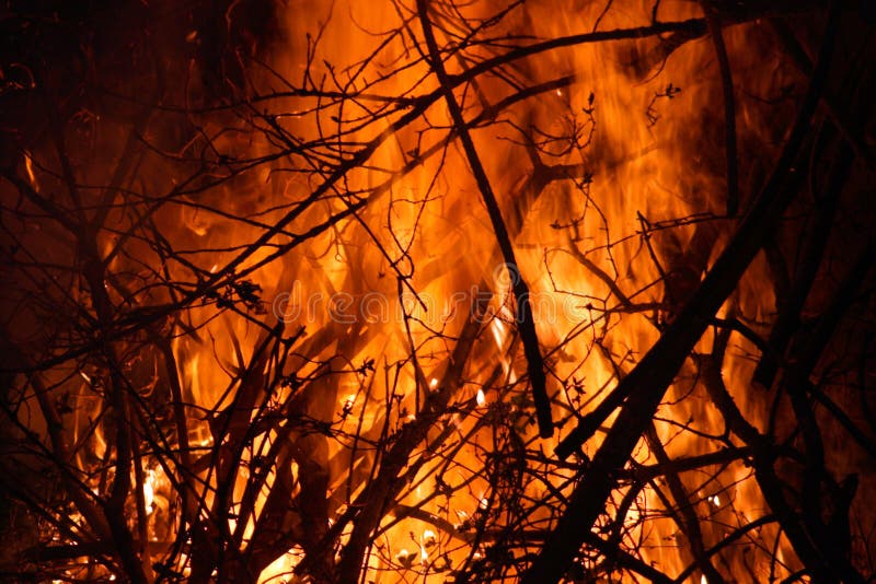 Forest Fire stock image. Image of black, burn, trees - 13935725