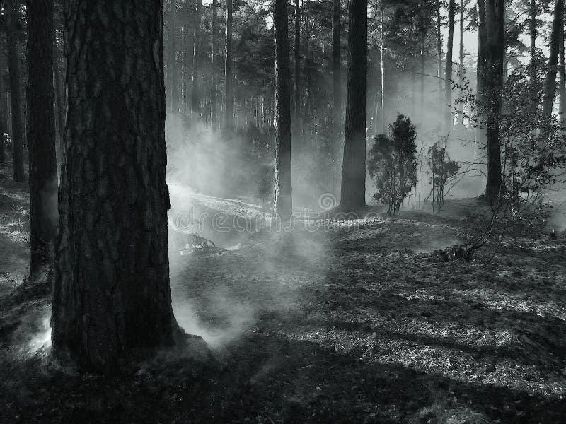 Forest fire stock image. Image of flame, hell, forestry - 17825399