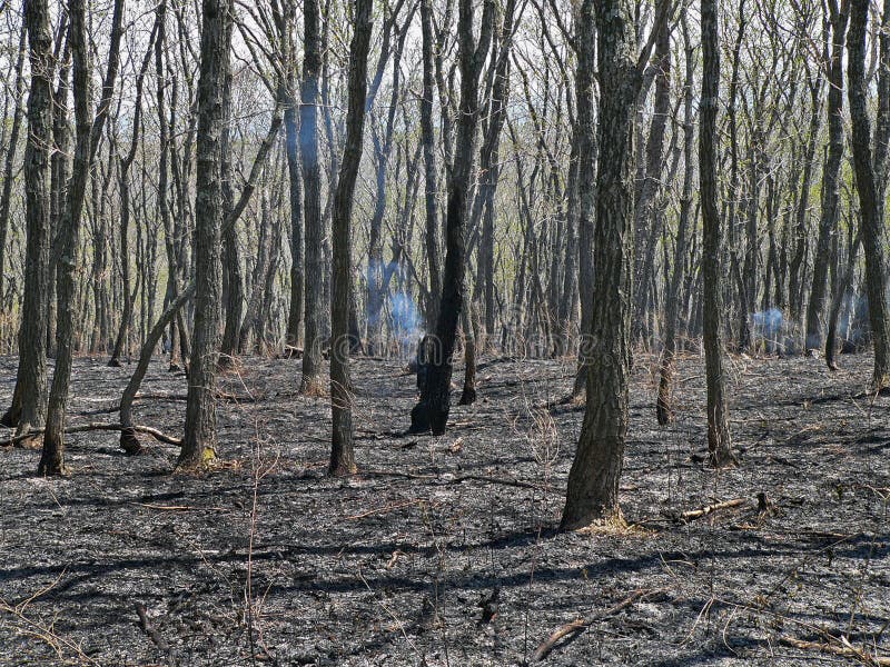 Forest after Fire. stock photo. Image of smoky, nature - 1934938
