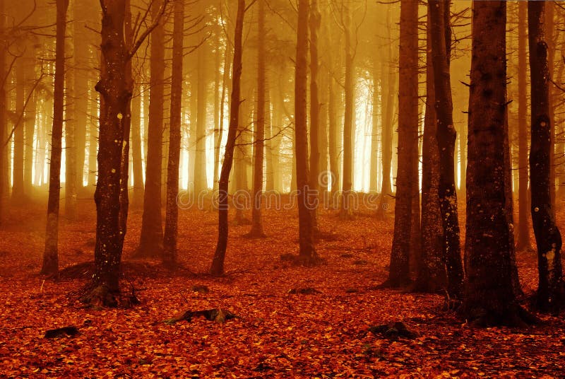 Forest fire stock photo. Image of nature, beam, orange - 19629100