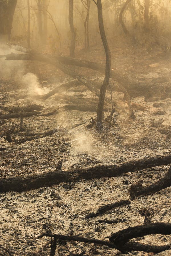 Forest after fire stock image. Image of blaze, forest - 24485119