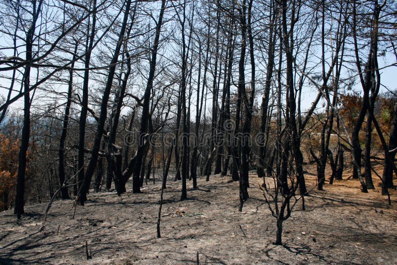 Forest fire stock photo. Image of branch, environment - 24669320