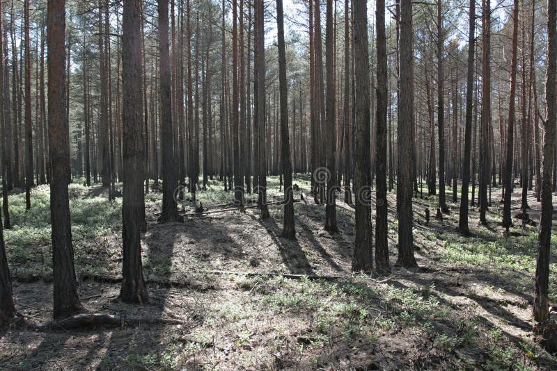 Forest after fire stock image. Image of fire, wood, disaster - 2560153