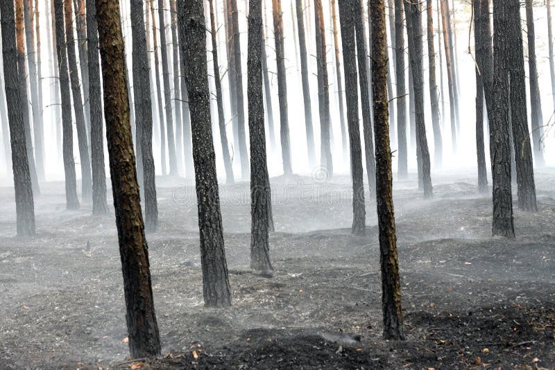 Forest after fire stock image. Image of coal, moss, legend - 26456925