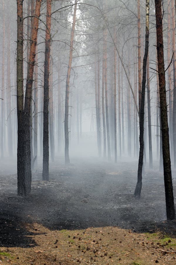 Forest after fire stock image. Image of burned, path - 26456931