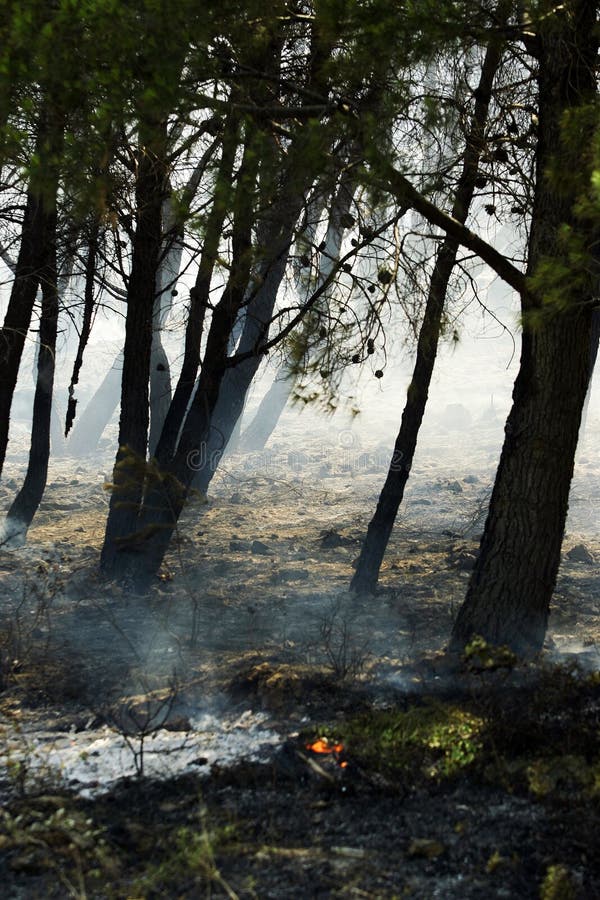 Forest after fire stock image. Image of wildfire, nature - 2864355