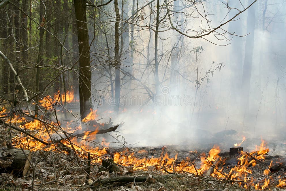Forest fire stock image. Image of arson, bonfire, damage - 3824779