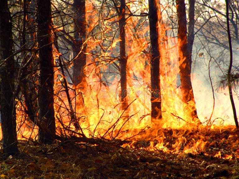 Forest fire. stock photo. Image of october, death, fire - 466266