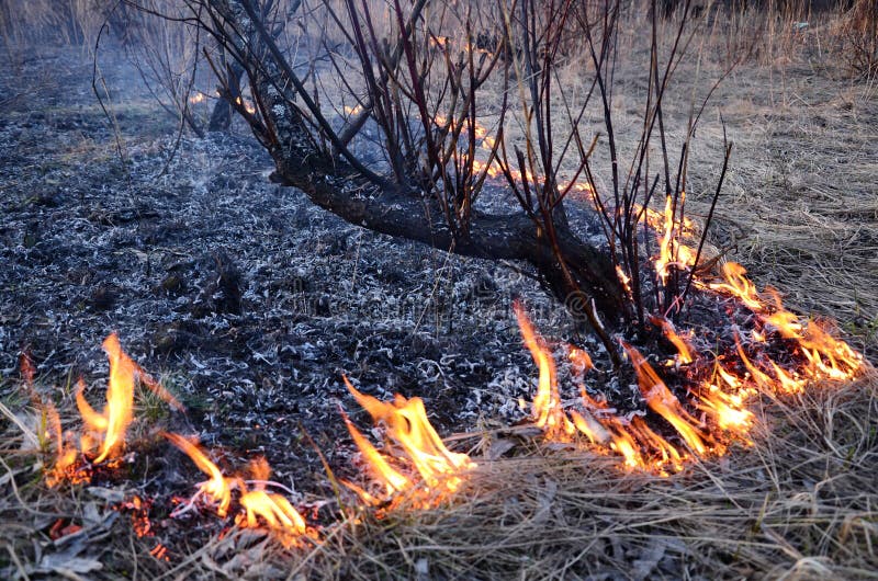 Forest fire stock image. Image of devastation, danger - 52380611