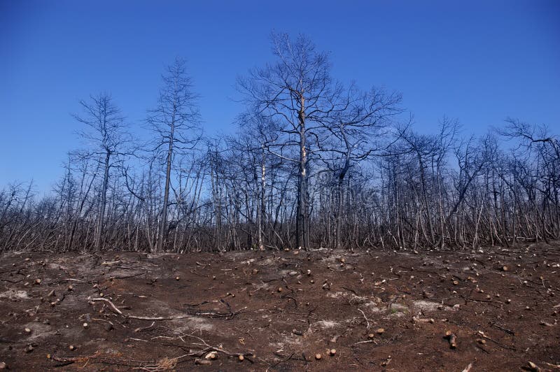 Forest after fire stock image. Image of burnt, environment - 6659763