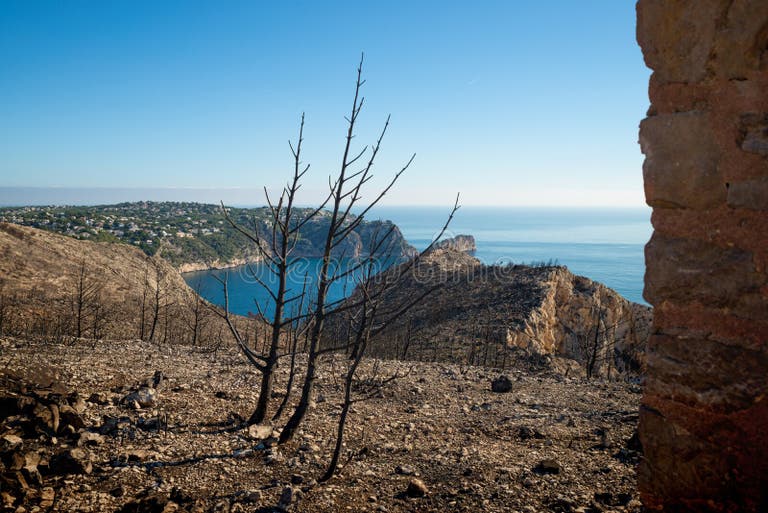 Forest fire aftermath stock image. Image of hazard, fire - 84895411