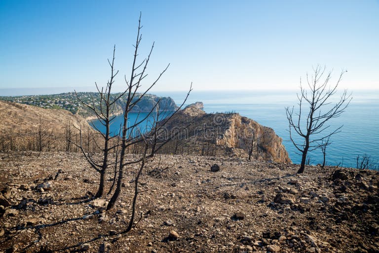 Forest fire aftermath stock image. Image of trees, horizontal - 84895529