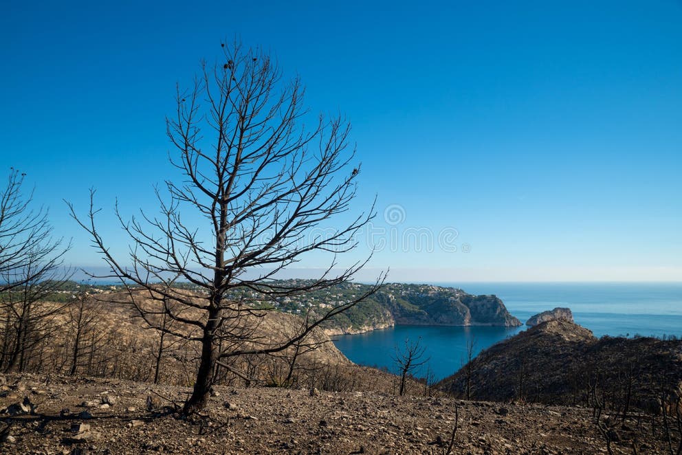Forest fire aftermath stock photo. Image of hazard, aftermath - 84916222
