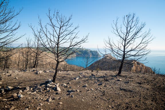 Forest fire aftermath stock photo. Image of damage, beach - 86207356