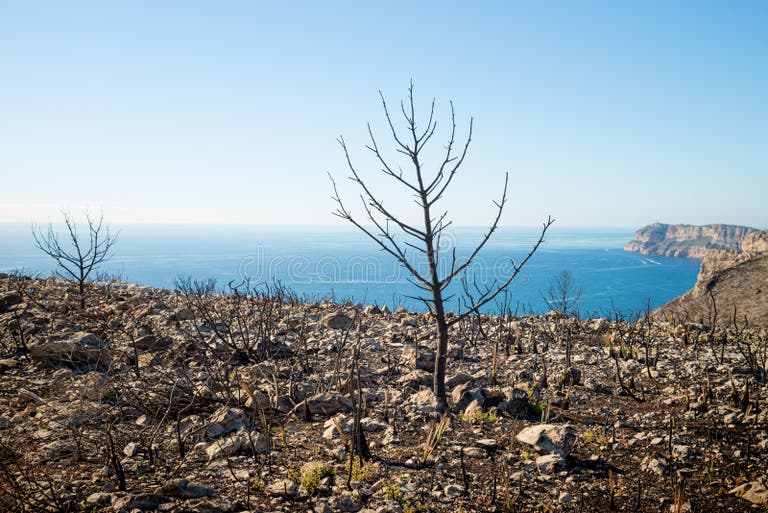 Forest fire aftermath stock image. Image of blackened - 86207463