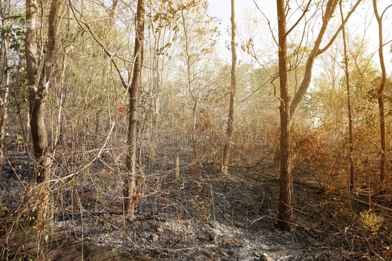 Forest Fire Aftermath, Forest Firepower Destroying. Environmental ...