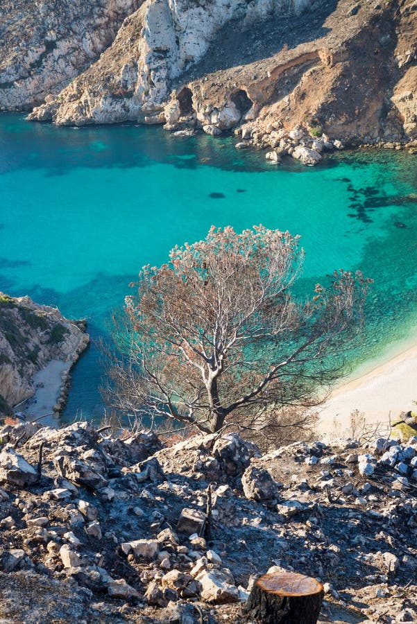 Forest fire aftermath stock image. Image of wood, burnt - 82374169