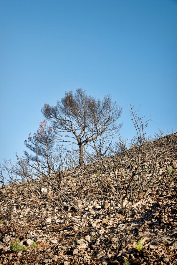 Forest fire aftermath stock photo. Image of wood, destroyed - 80106422