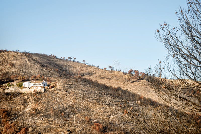 Forest fire aftermath stock photo. Image of forest, aftermath - 80106618