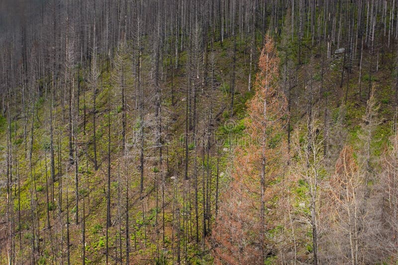 Forest Fire Area, Glacier National Park Stock Image - Image of altitude ...