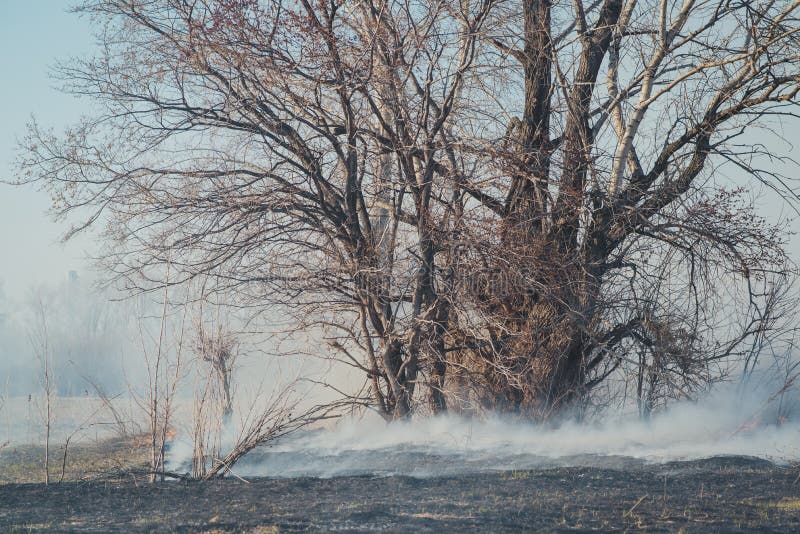Forest fire ashes stock image. Image of spring, destruction - 167655537