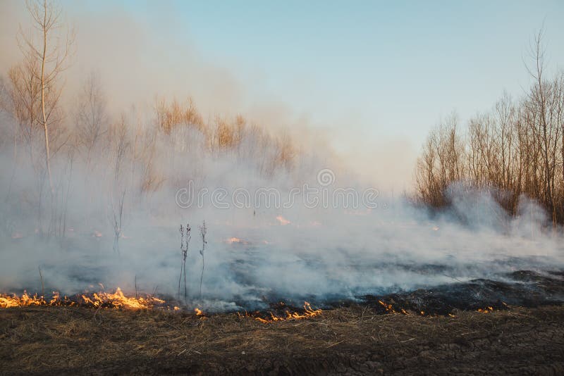 Forest fire ashes stock image. Image of bole, burn, trunk - 167655555