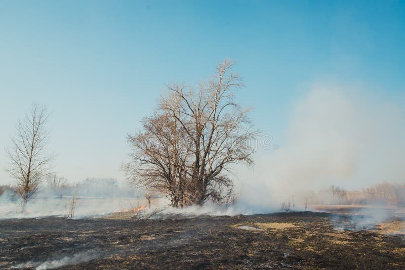Forest fire ashes stock photo. Image of spring, forest - 211731780