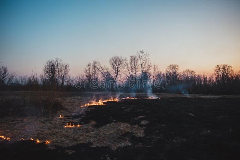 Forest fire ashes stock image. Image of fall, trunk - 211731789