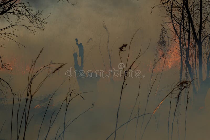 Forest Fire in the Autumn Season. Stock Photo - Image of fire, disaster ...
