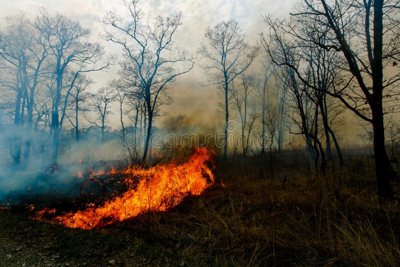 Forest Fire in the Autumn Season. Stock Image - Image of burning ...