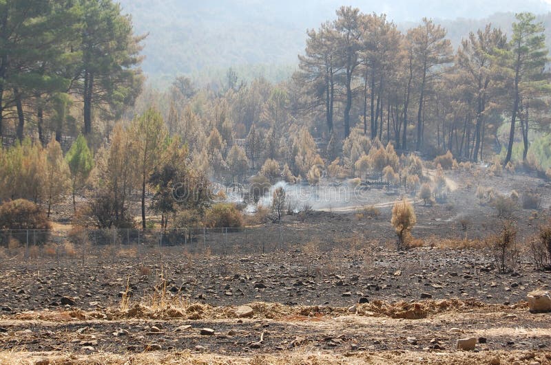 Forest Fire stock photo. Image of blaze, plant, nfire - 100174880