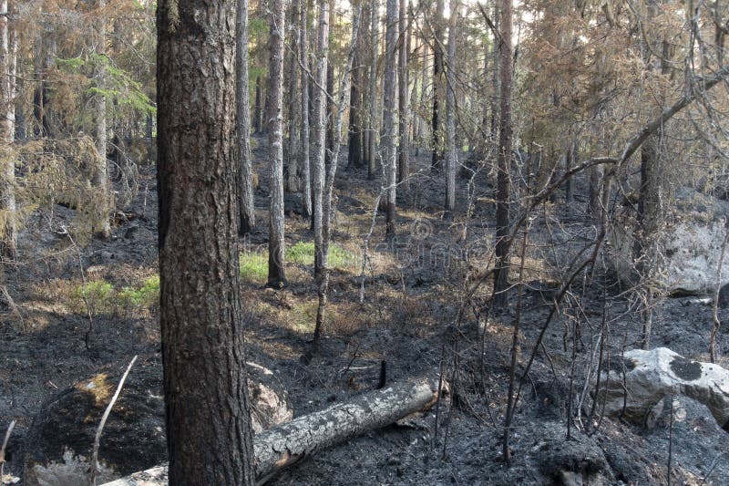 Forest Fire with Black Burnt Trees Stock Photo - Image of patches ...