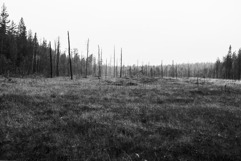 After Forest Fire. Black and White Stock Photo - Image of fire, nature ...
