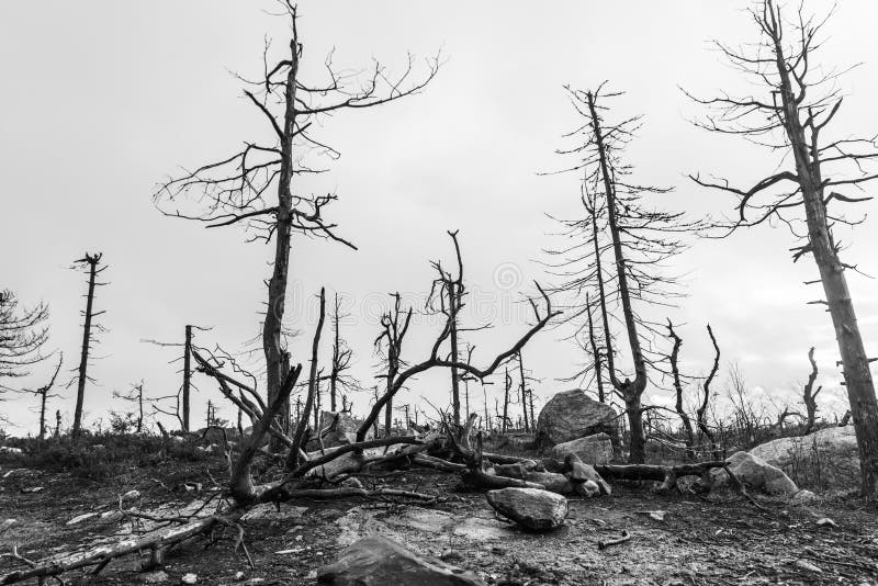 After Forest Fire. Black and White Stock Photo - Image of fire, nature ...