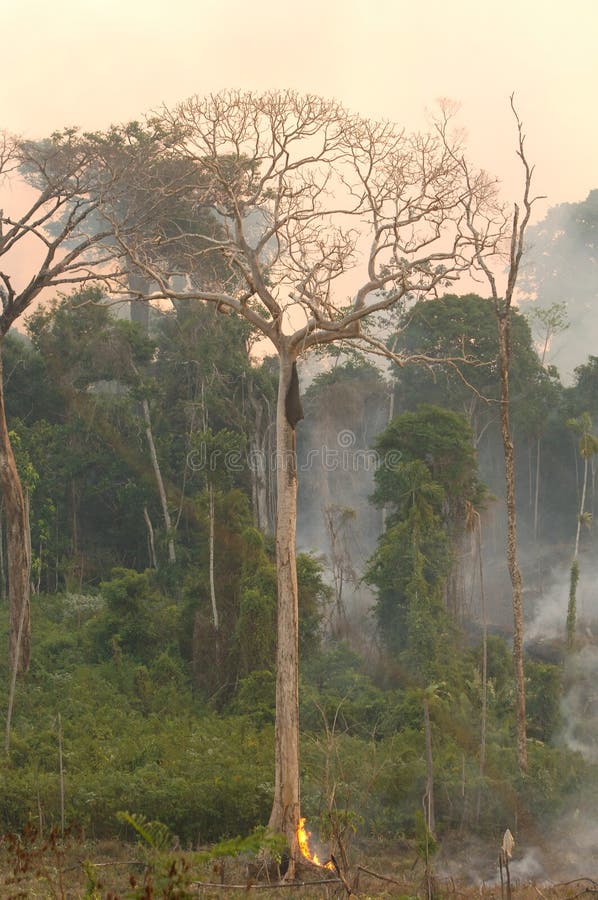Forest Fire in the Brazilian Amazon Stock Photo - Image of fire ...