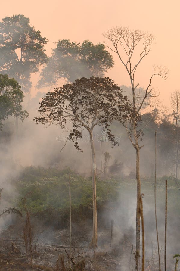 Forest Fire in the Brazilian Amazon Stock Image - Image of smoke ...