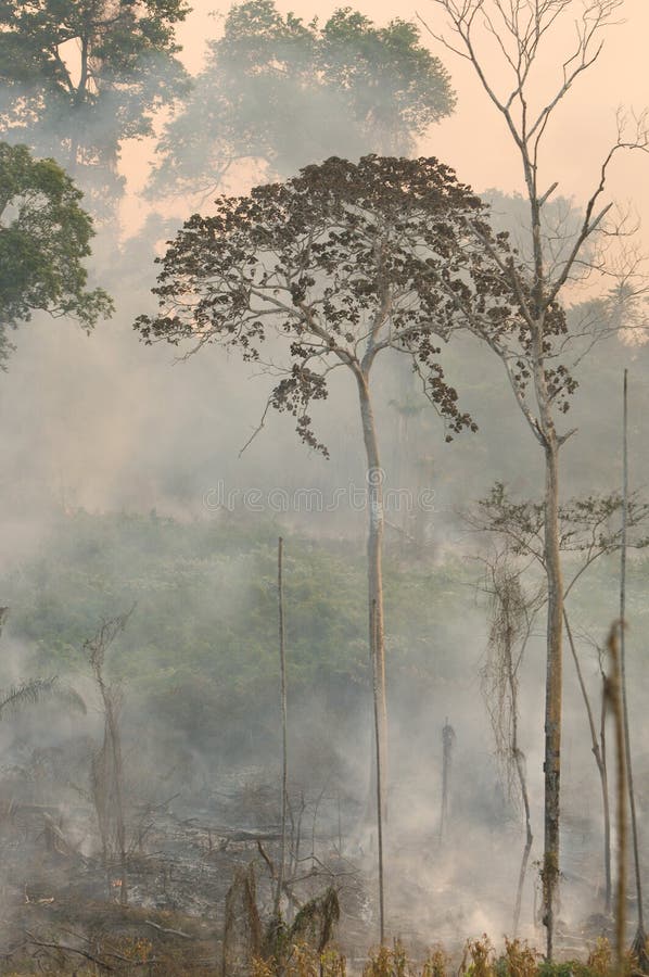 Forest Fire in the Brazilian Amazon Stock Image - Image of change ...