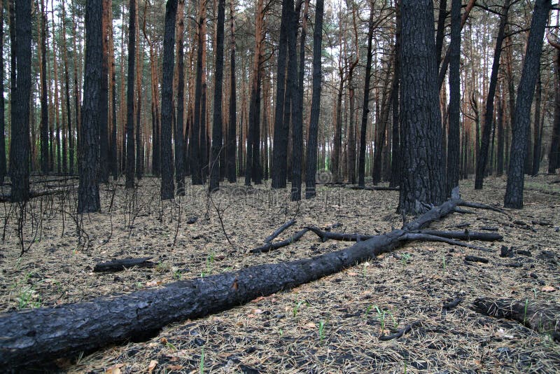 Forest after Fire Broken Burnt Pine and Bushes Stock Photo - Image of ...