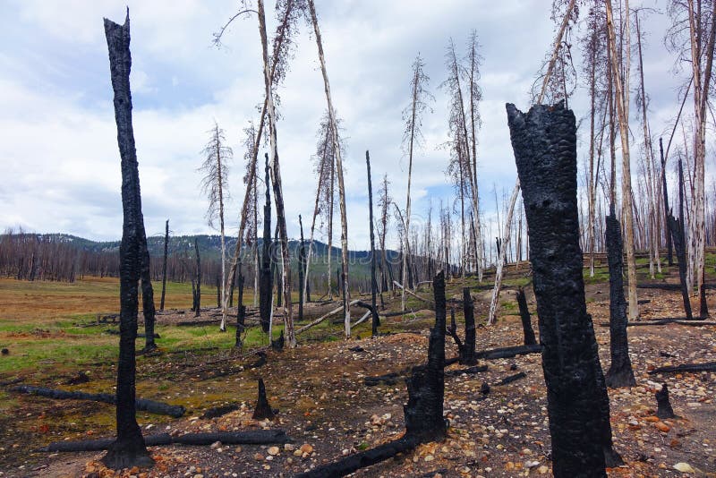 Forest Fire Burn Area - Stanley, Idaho Stock Image - Image of destroyed ...