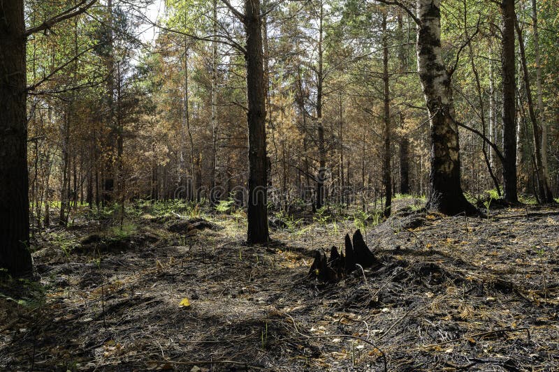 Forest after Fire Burn. Burned Woods after Fire Stock Photo - Image of ...
