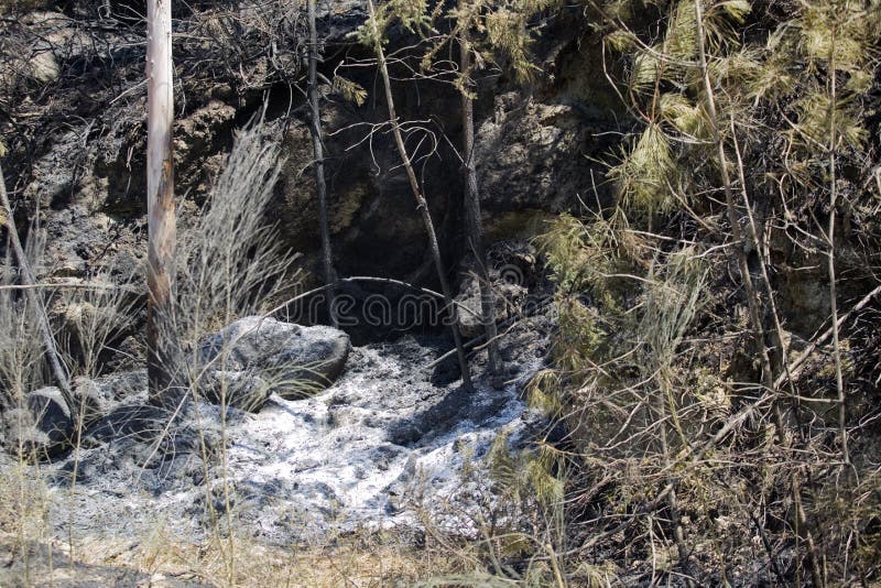 Forest fire stock image. Image of dead, burnt, branch - 72365783