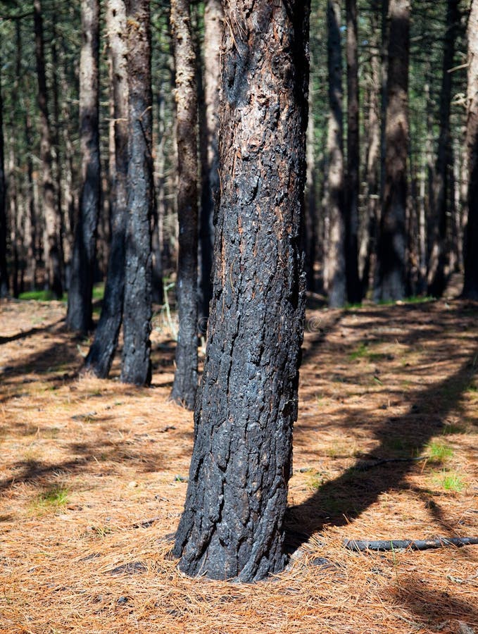 Forest after Fire with Burned Trees Stock Image - Image of damage ...