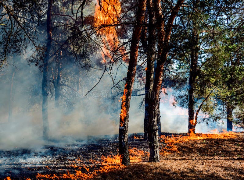 Forest Fire. Burned Trees after Forest Fires and Lots of Smoke. Stock ...