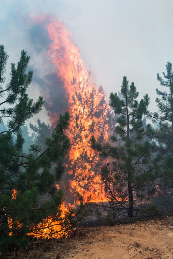 Forest Fire. Burned Trees after Forest Fires and Lots of Smoke. Stock ...