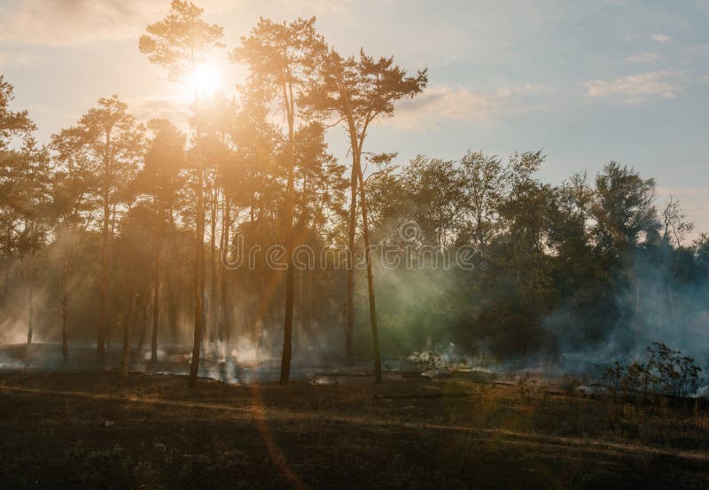 Forest Fire. Burned Trees after Forest Fires and Lots of Smoke. Stock ...
